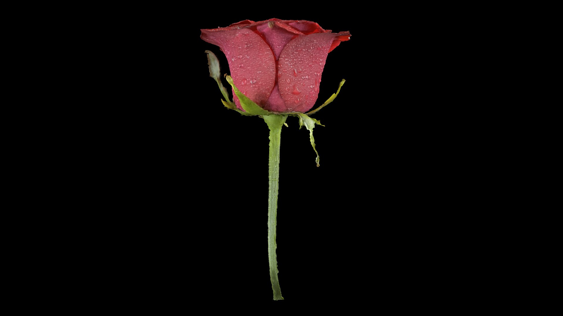 Free Wet Red Rose Photogrammetry Model - TurboSquid 2304474