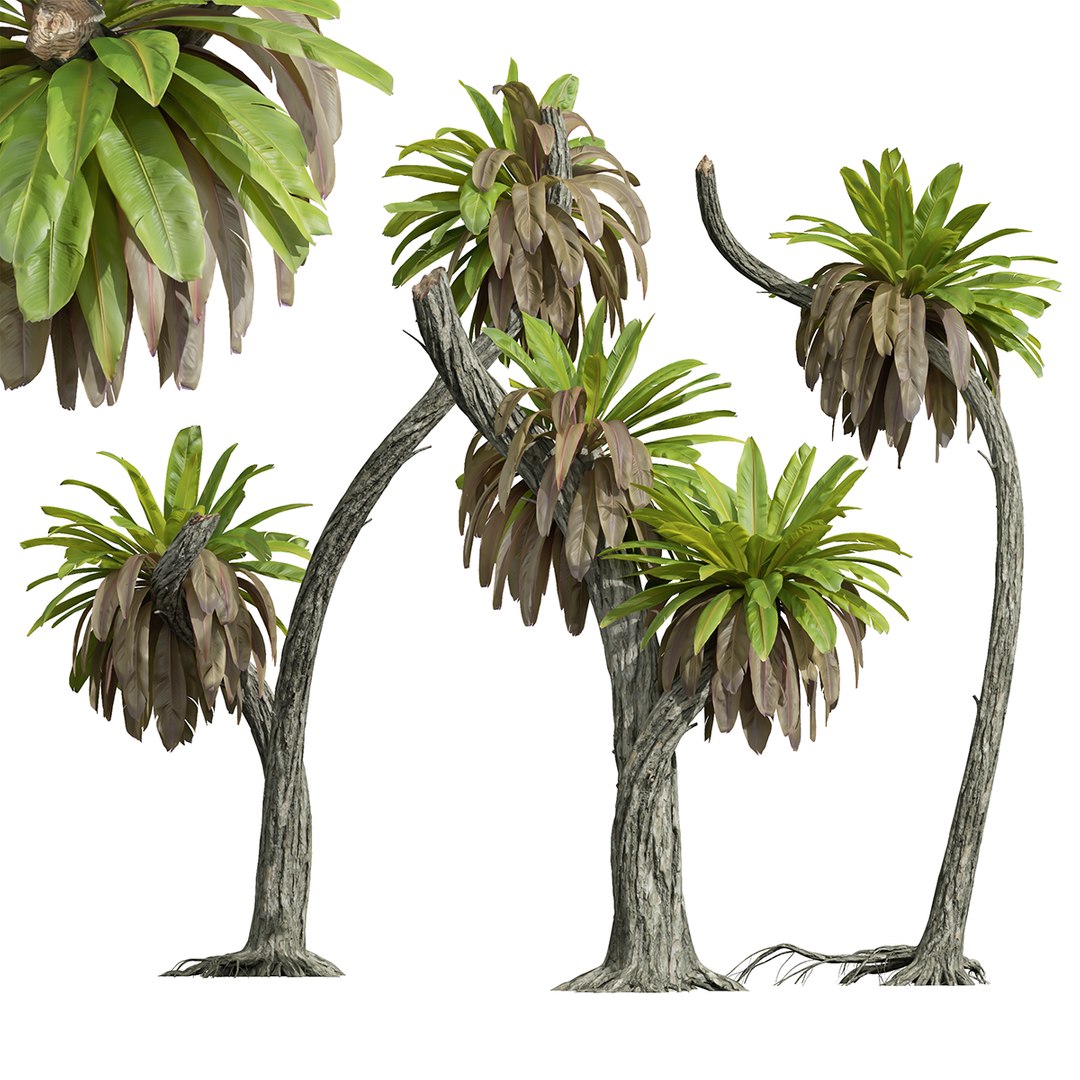 New Plant High Detail Neottopteris Nidus Model - TurboSquid 2238516