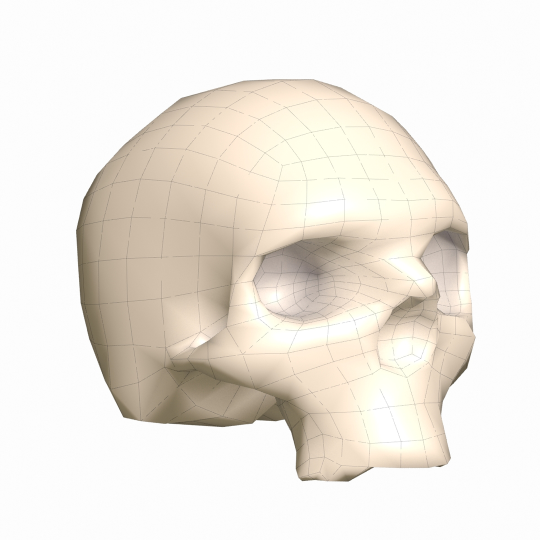 3d Skull Model
