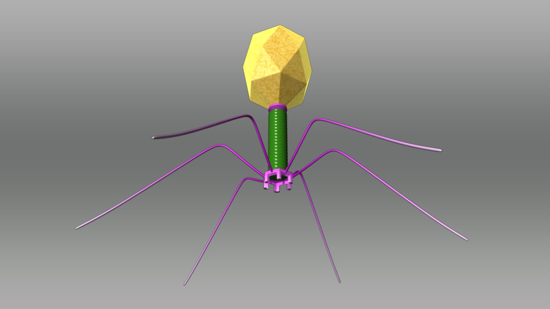 bacteriophage 3d model