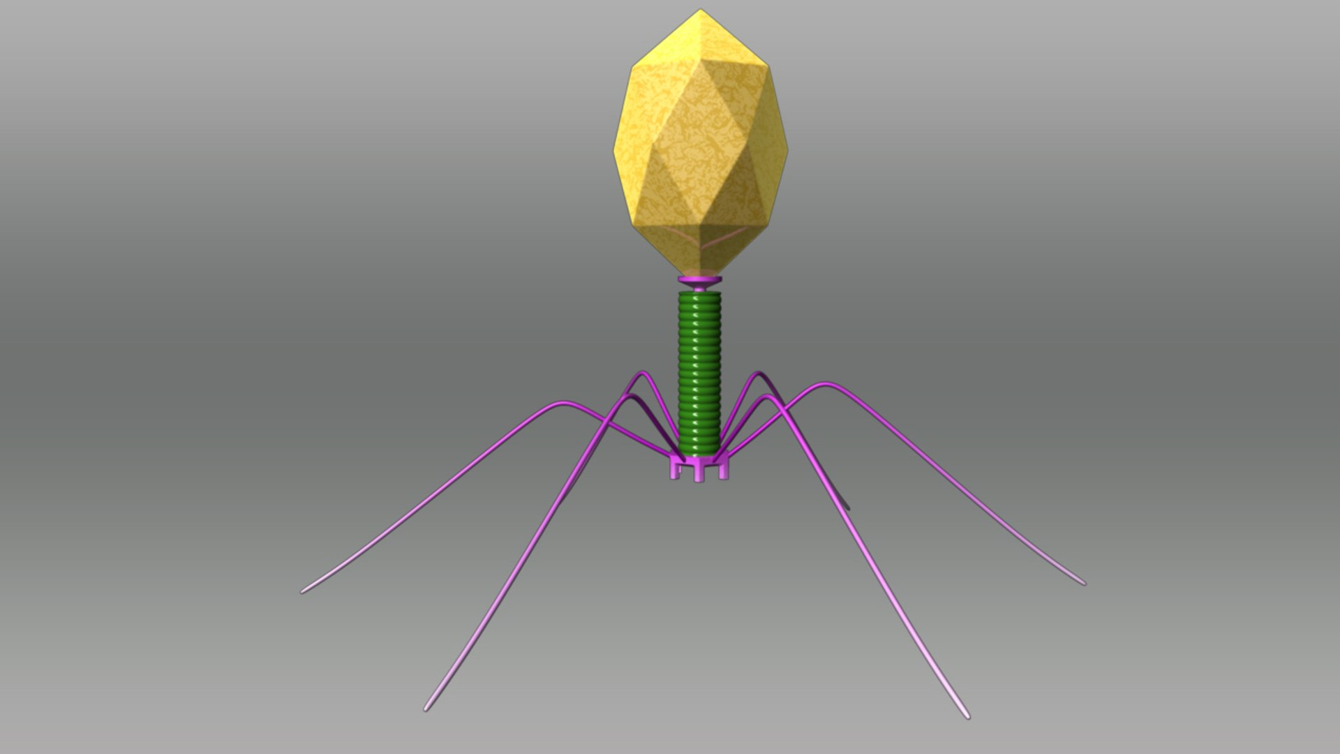 bacteriophage 3d model