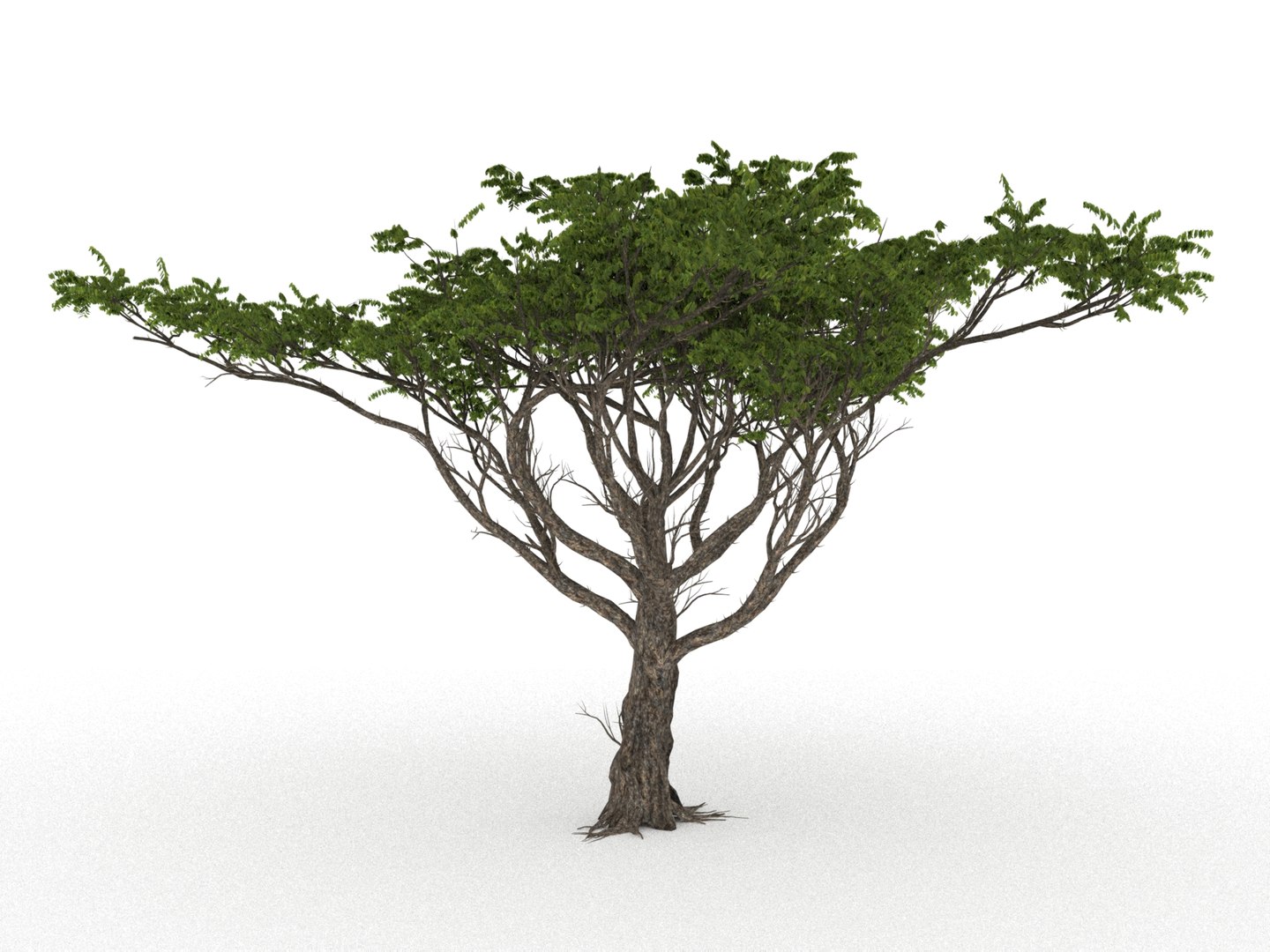 3D Acacia Faidherbia Albida - TurboSquid 1300293