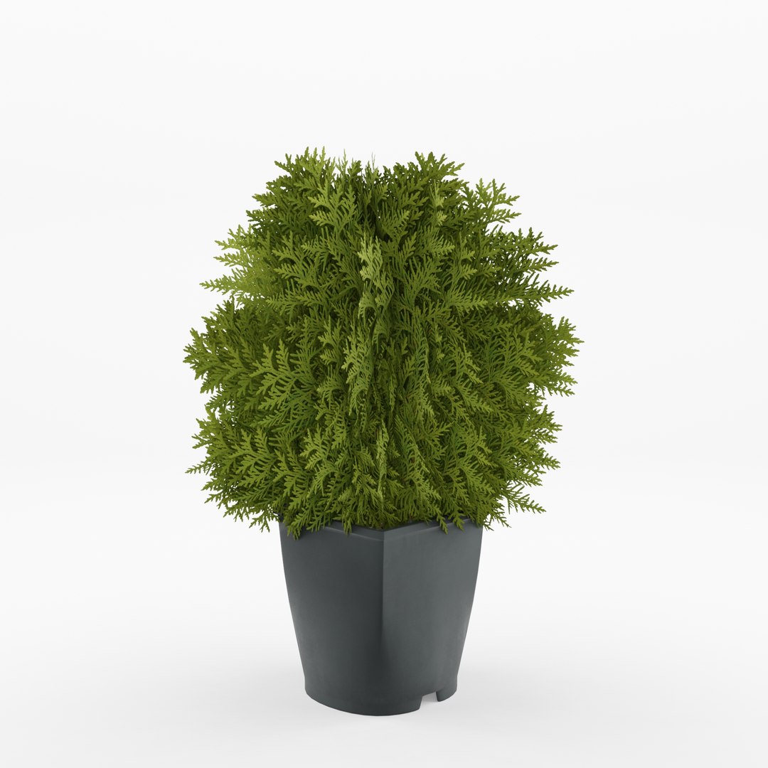Thuja Occidentalis Tiny Tim 3D Model - TurboSquid 2252536