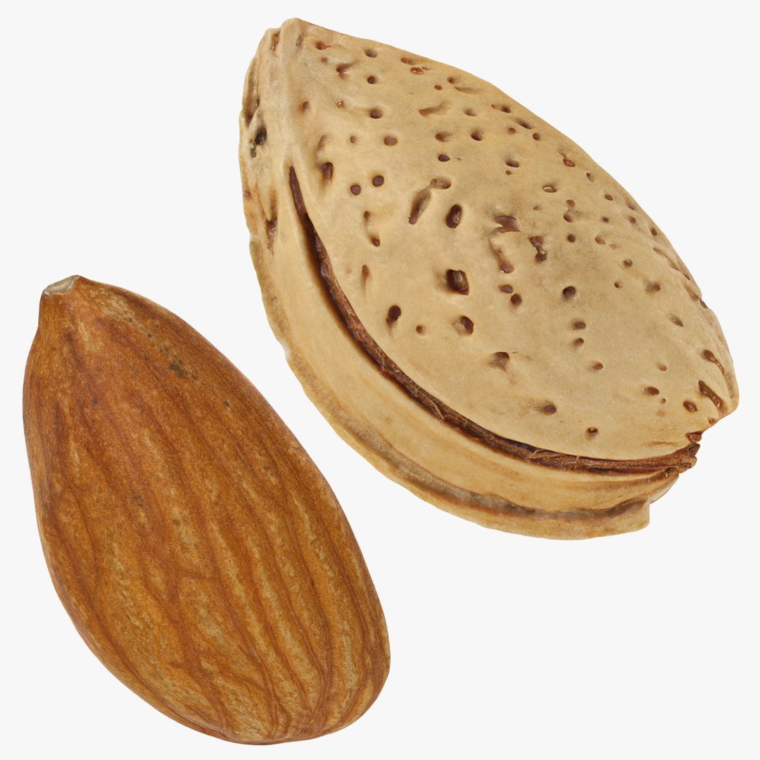 Almond And Almond Shell Collection 3D - TurboSquid 2310943