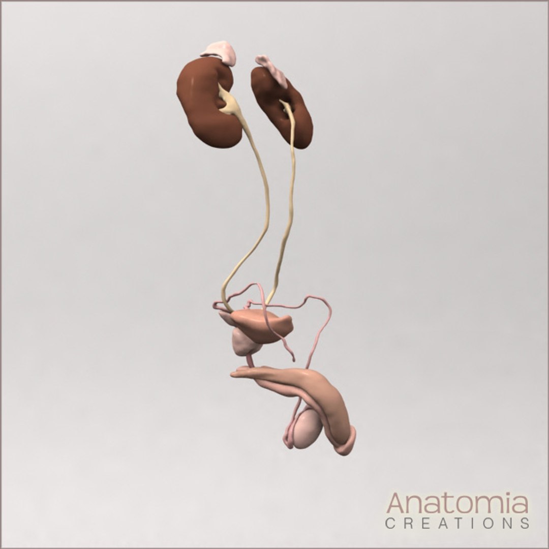 3d Male Human Urogenital Model