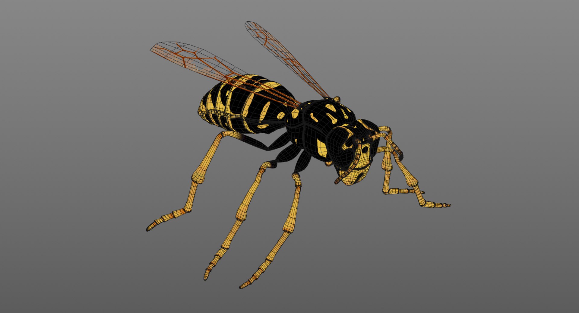 3d Realistic Wasp