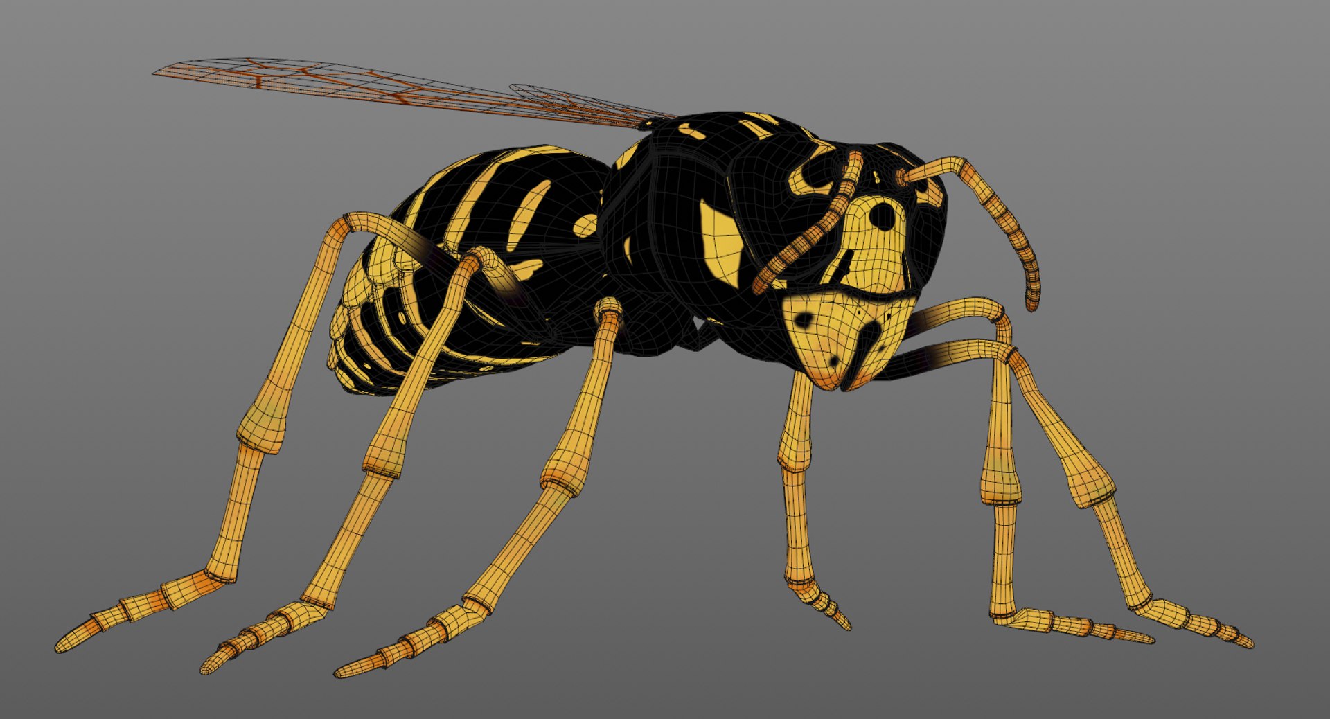 3d Realistic Wasp