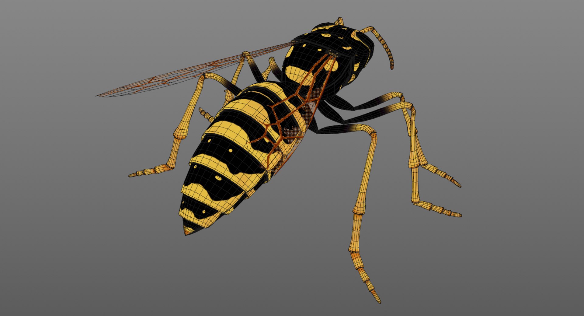3d Realistic Wasp