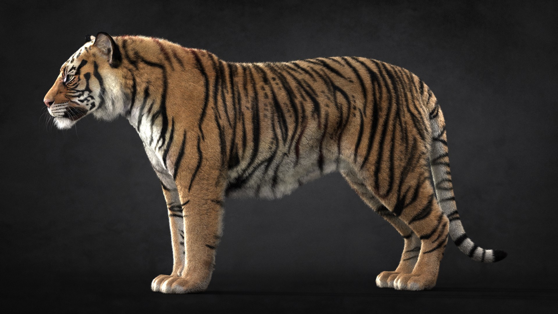 Tiger 2025 - B -RIG Xgen-core 3D Model - TurboSquid 2417823