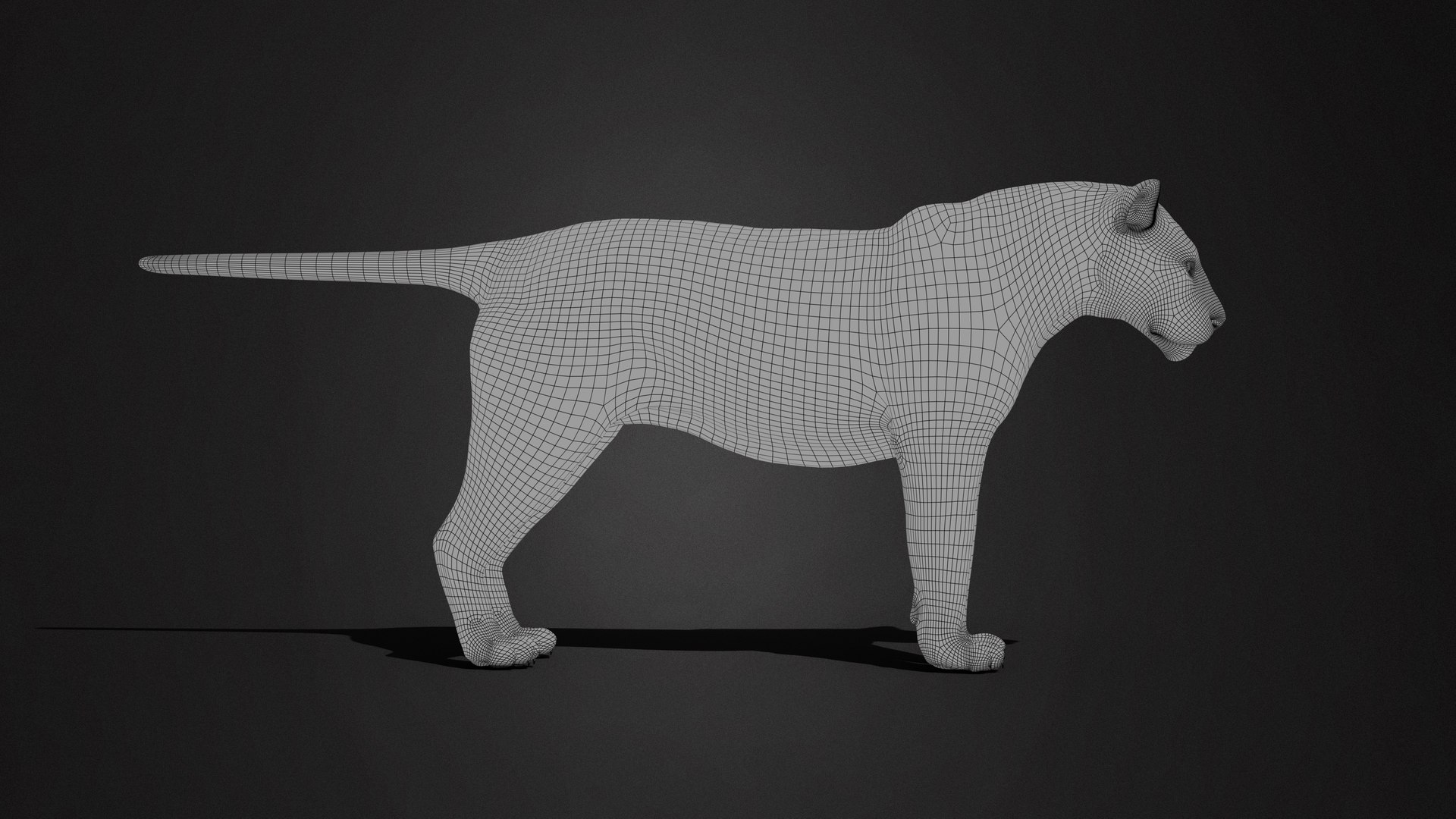 Tiger 2025 - B -RIG Xgen-core 3D Model - TurboSquid 2417823