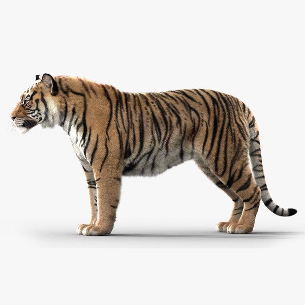 Tiger 2025 - B-RIG Xgen-core 3D 모델 - TurboSquid 2417823