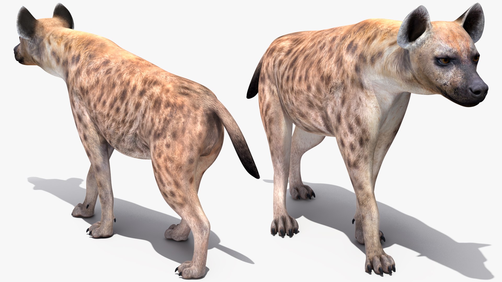 3D Hyena Rigged For Cinema 4D - TurboSquid 1719344