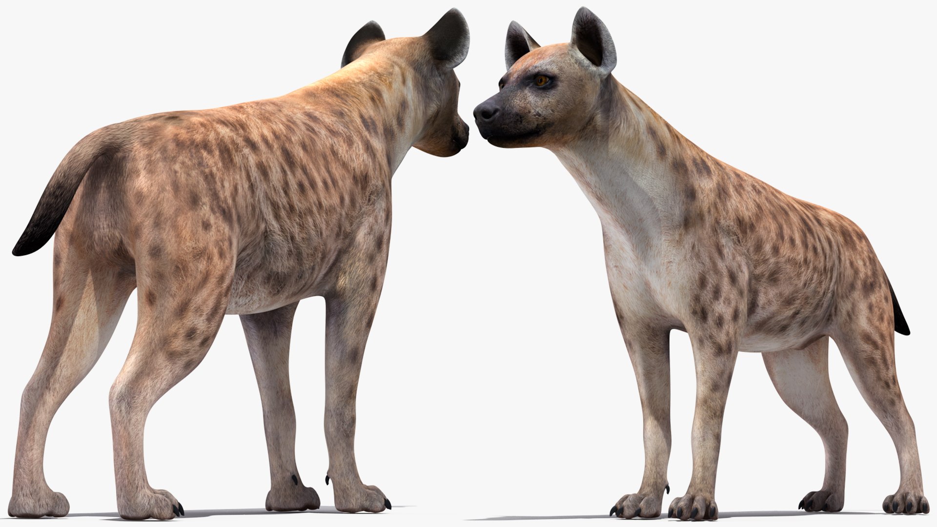 3D Hyena Rigged For Cinema 4D - TurboSquid 1719344