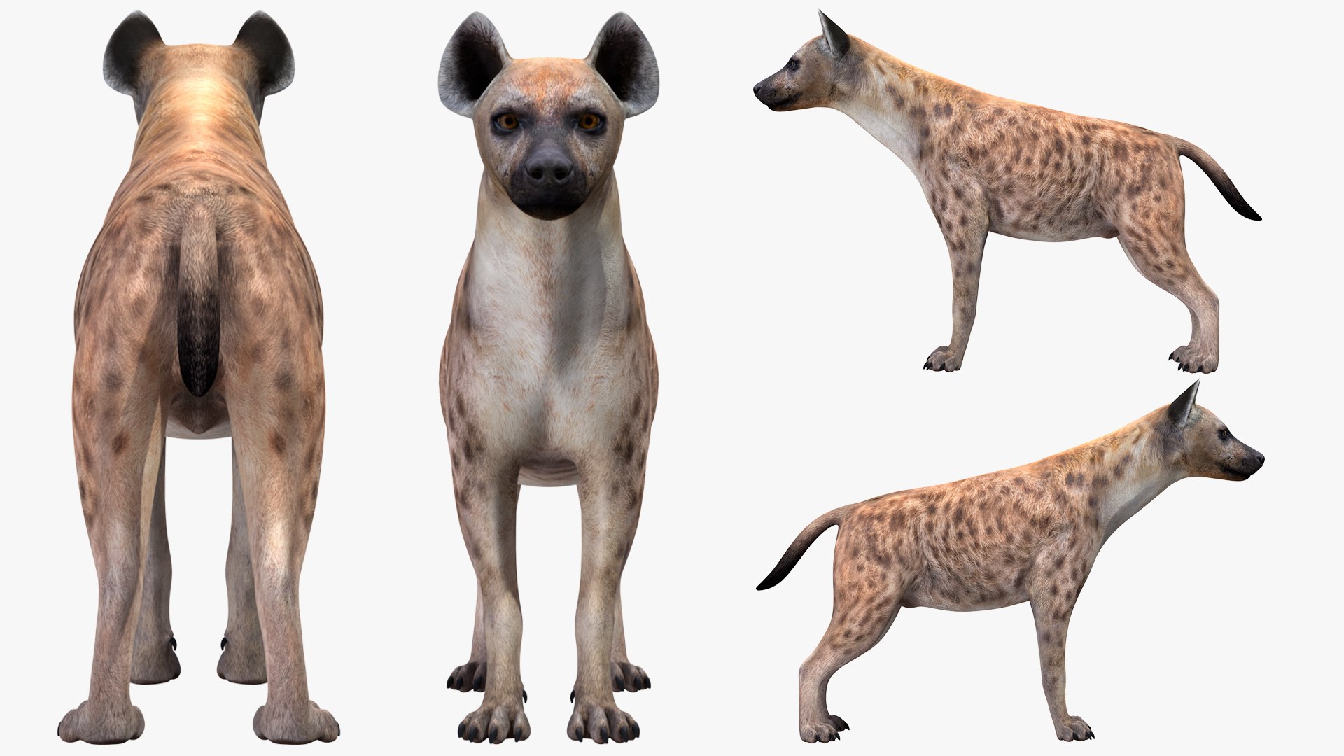 3D Hyena Rigged For Cinema 4D - TurboSquid 1719344