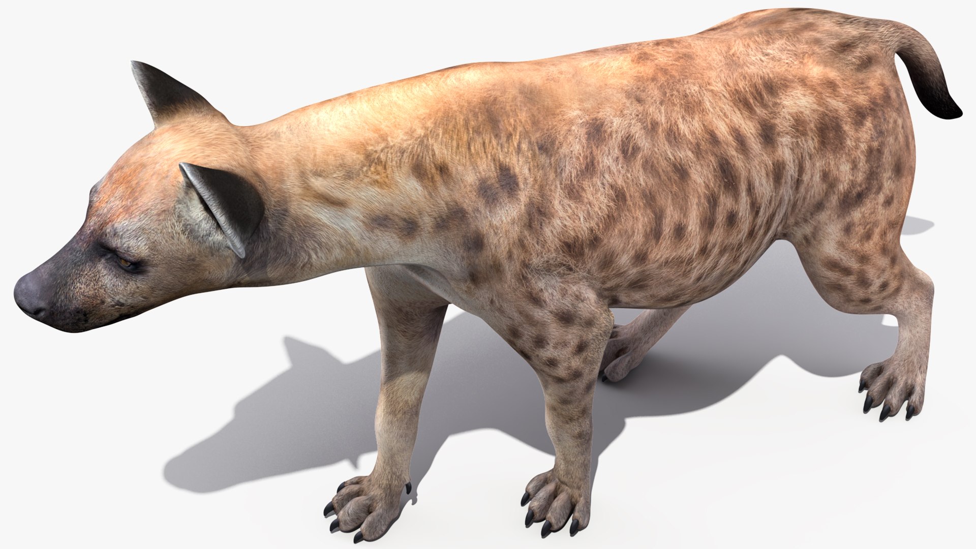 3D Hyena Rigged For Cinema 4D - TurboSquid 1719344