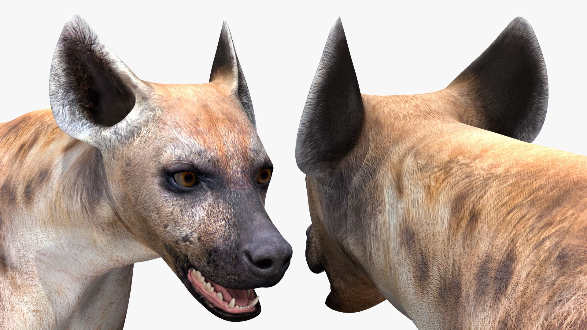 3D Hyena Rigged For Cinema 4D - TurboSquid 1719344
