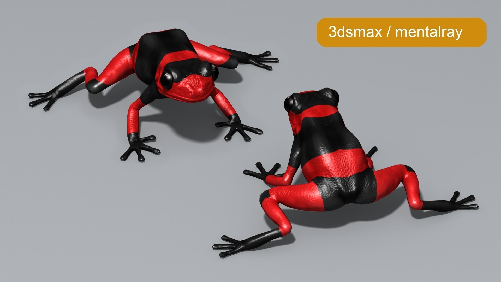 Lehmanns Poison Frog 3D - TurboSquid 2204499