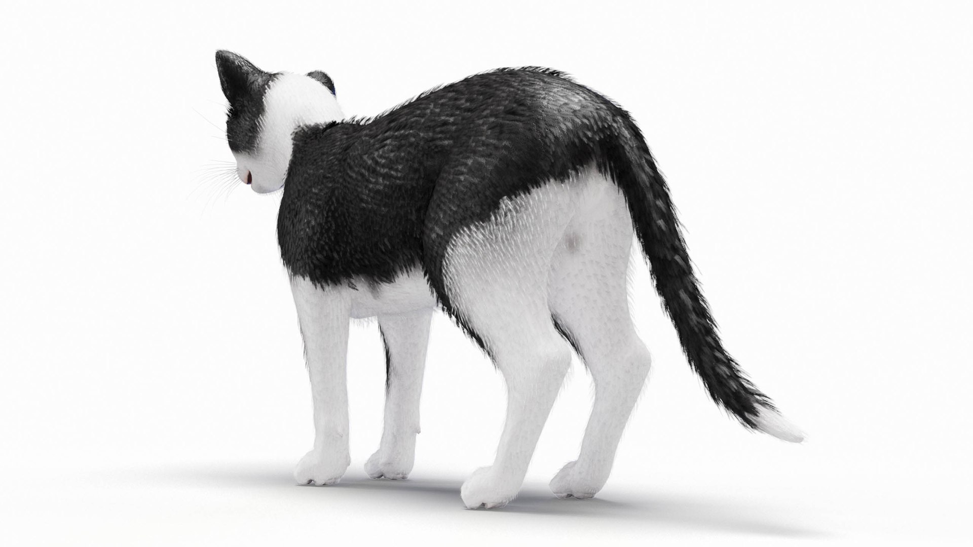 3D Cat Female Body Static Model - TurboSquid 2211236