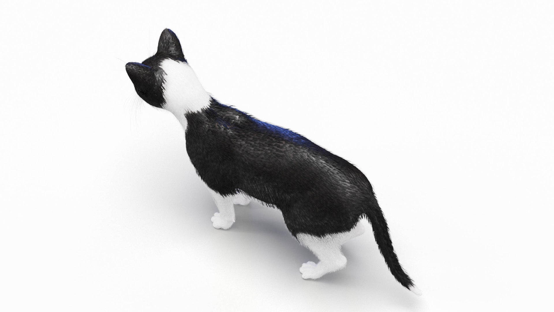 3D Cat Female Body Static Model - TurboSquid 2211236