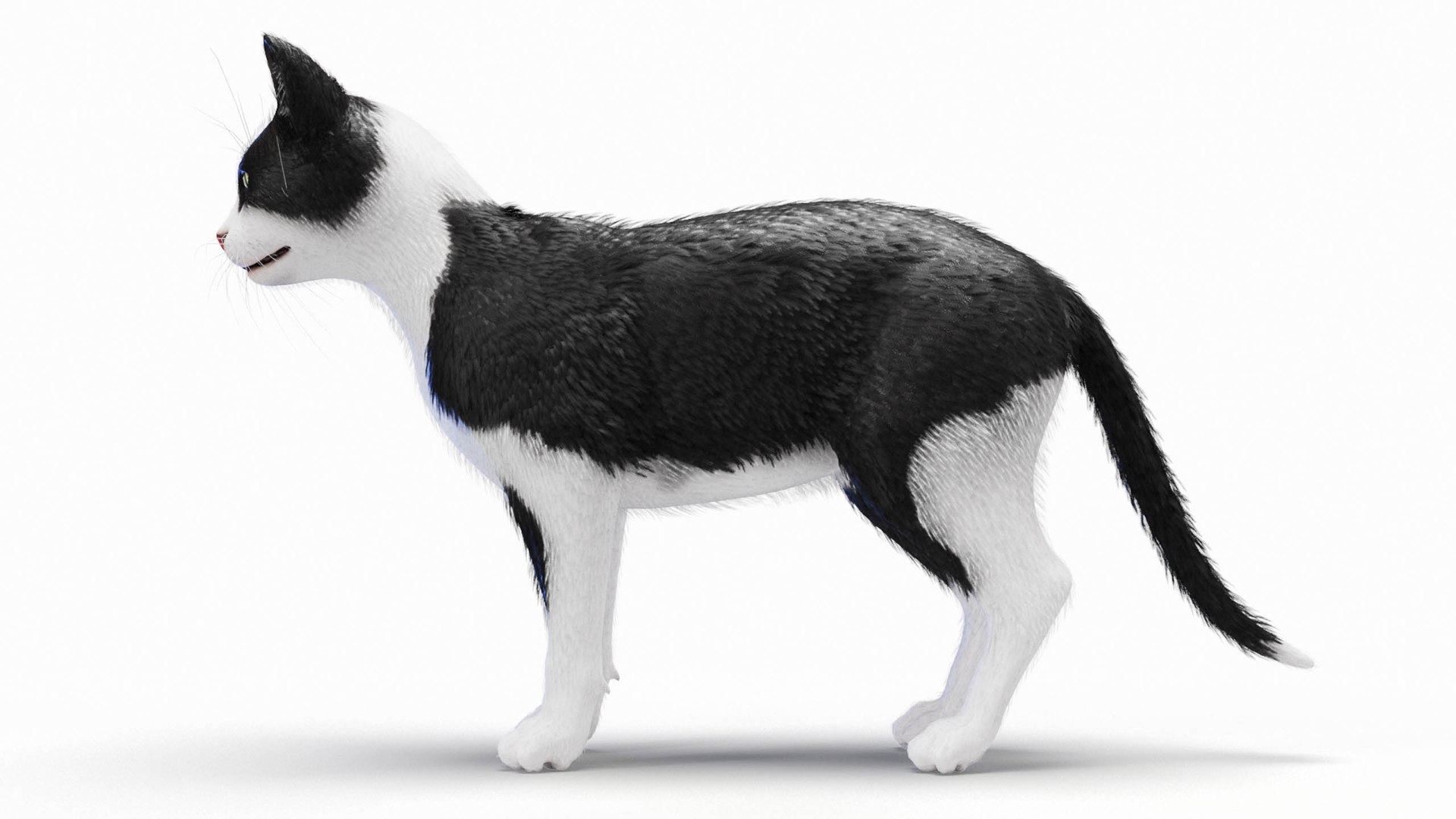 3D Cat Female Body Static Model - TurboSquid 2211236