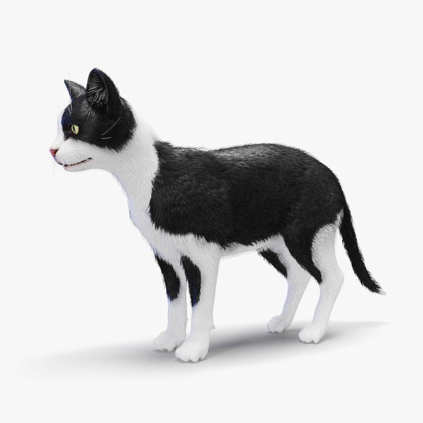 Free 3D Cat Models | TurboSquid