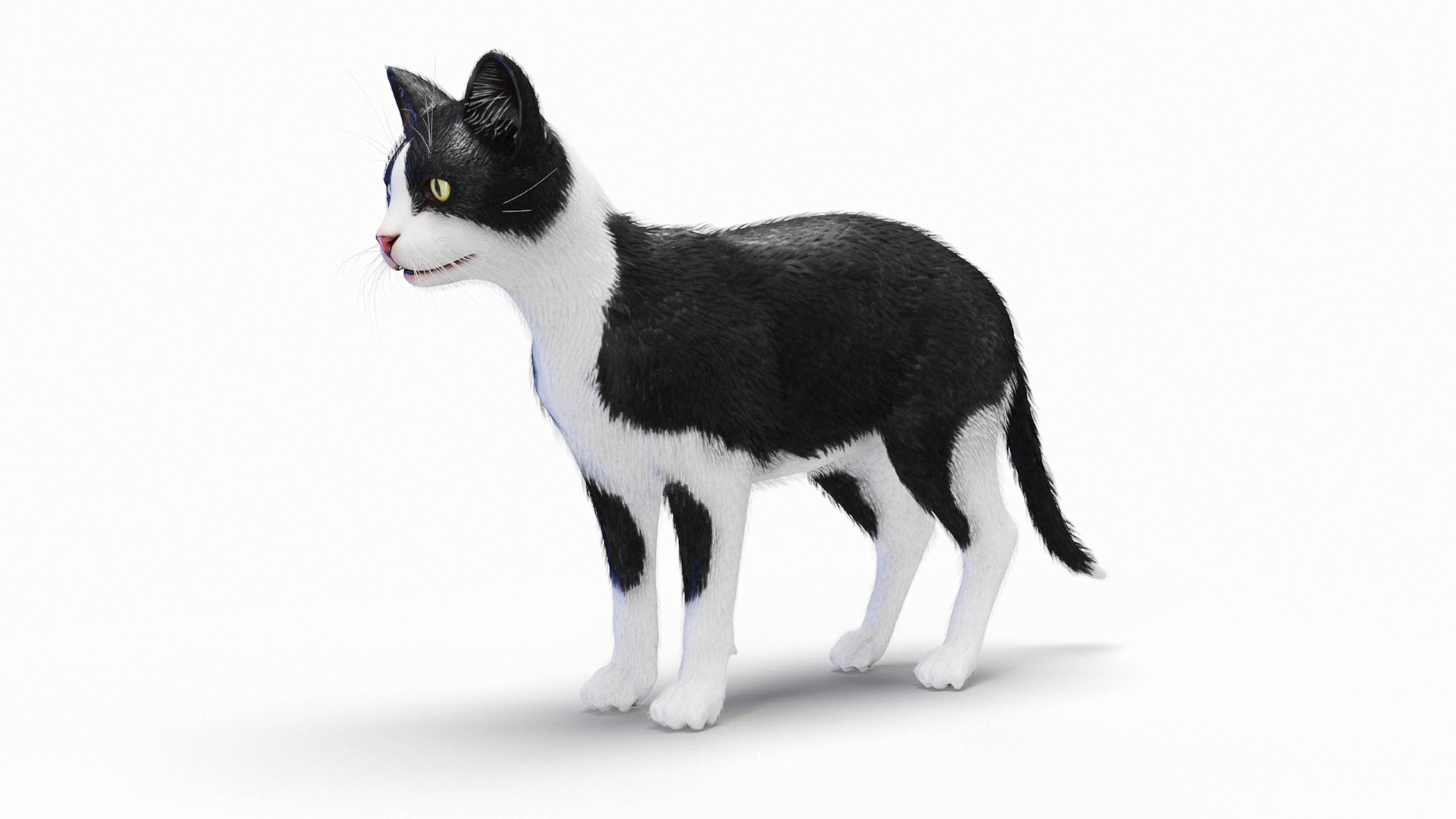 3D Cat Female Body Static Model - TurboSquid 2211236