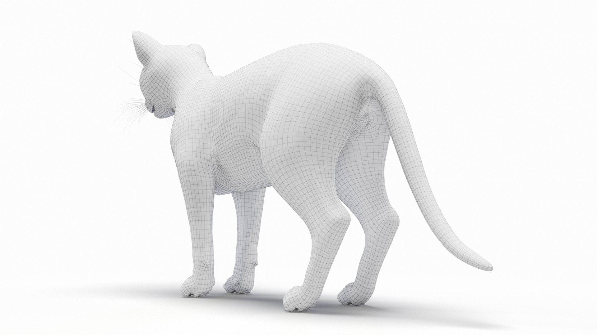 3D Cat Female Body Static Model - TurboSquid 2211236