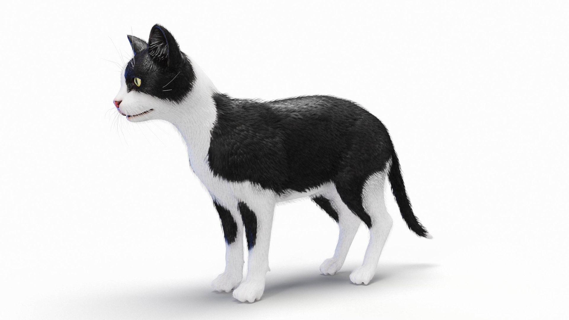 3D Cat Female Body Static Model - TurboSquid 2211236