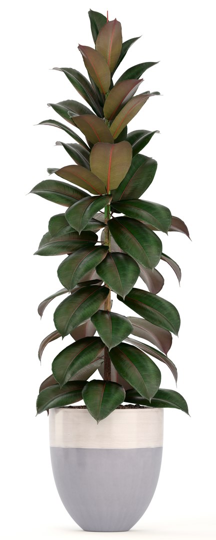 3D Ficus Trees Model - TurboSquid 1273494