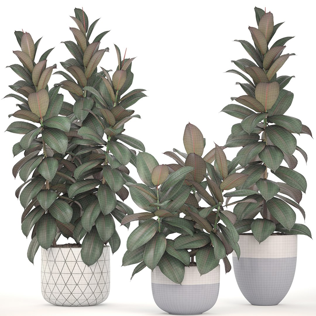 3D Ficus Trees Model - TurboSquid 1273494
