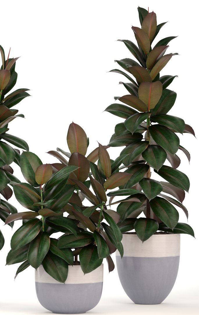 3D Ficus Trees Model - TurboSquid 1273494