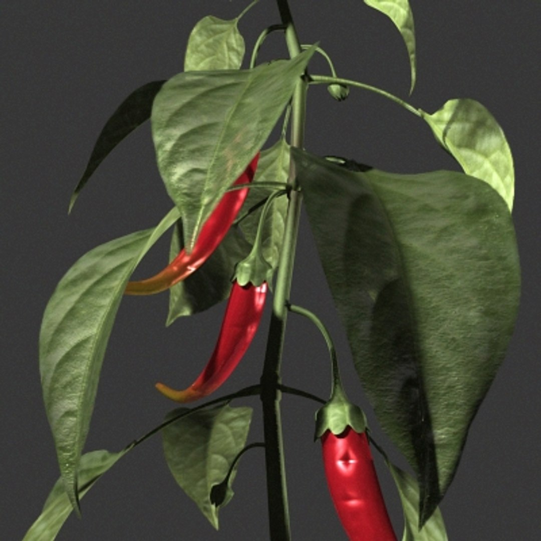 Chili Pepper 3d Model
