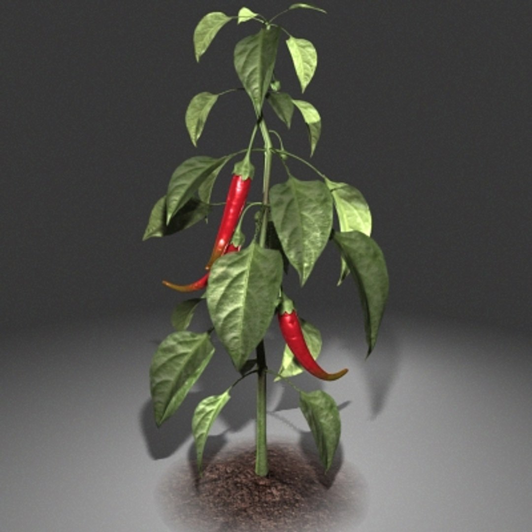 Chili Pepper 3d Model