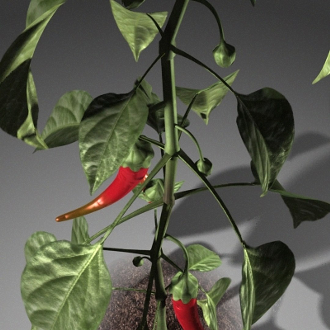 Chili Pepper 3d Model