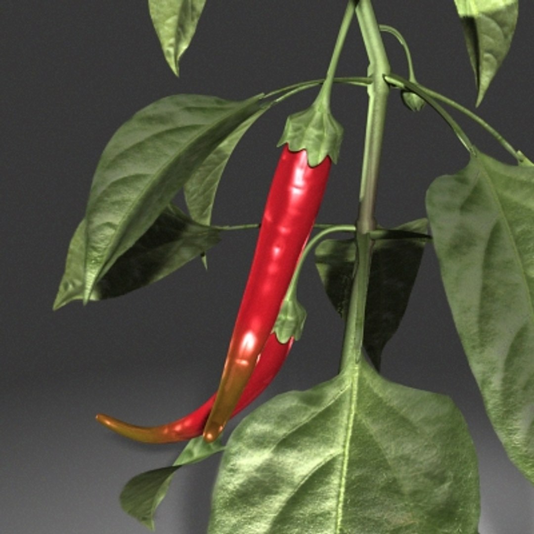 Chili Pepper 3d Model
