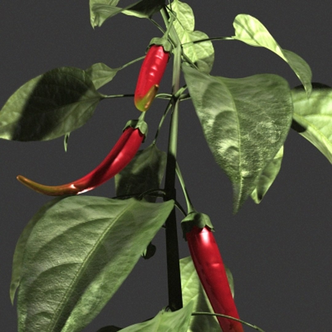 Chili Pepper 3d Model