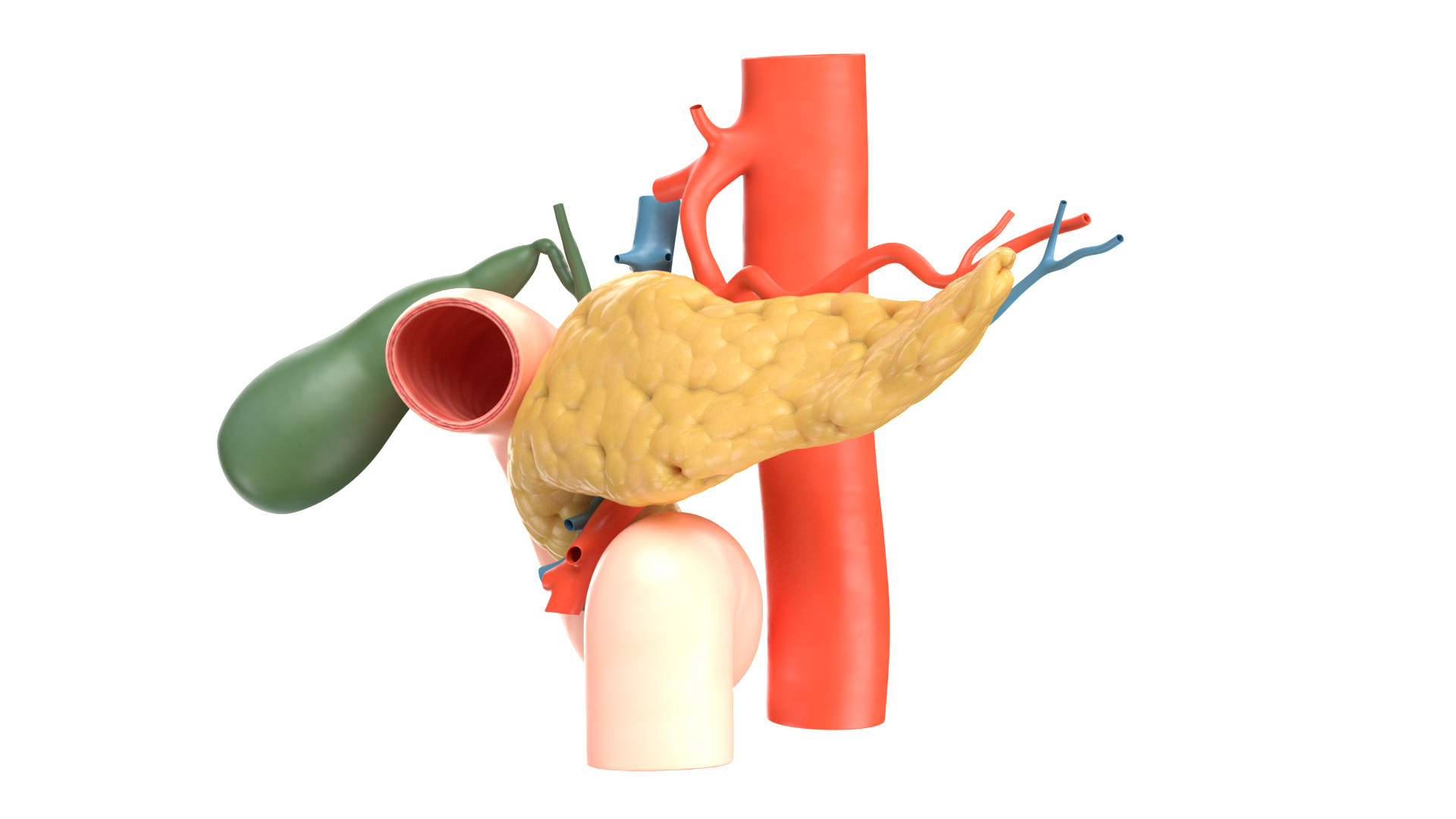 Human pancreas 3D - TurboSquid 1703772