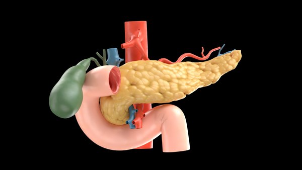Human pancreas 3D - TurboSquid 1703772