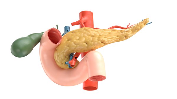 Human pancreas 3D - TurboSquid 1703772