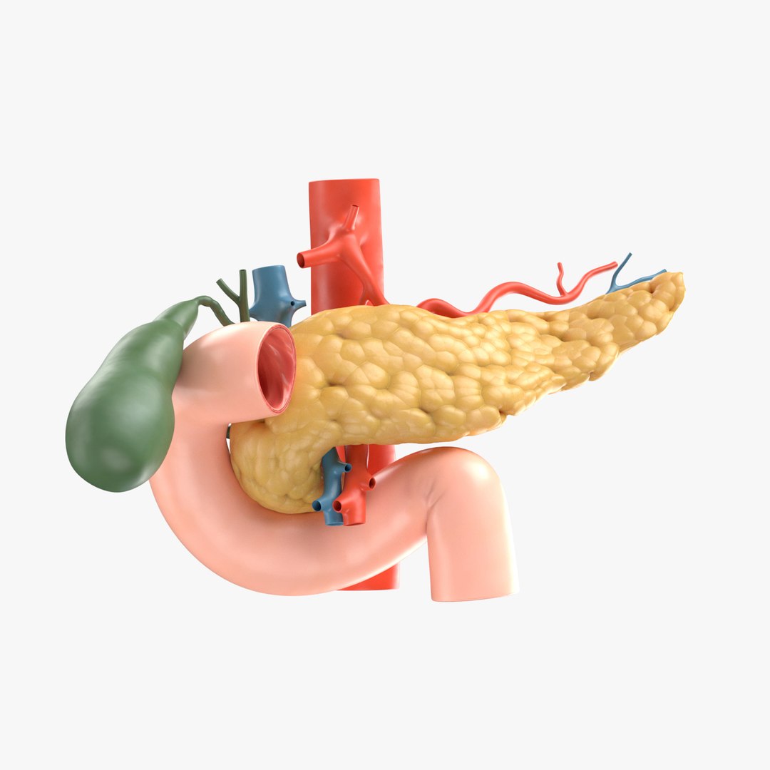 Human Pancreas
