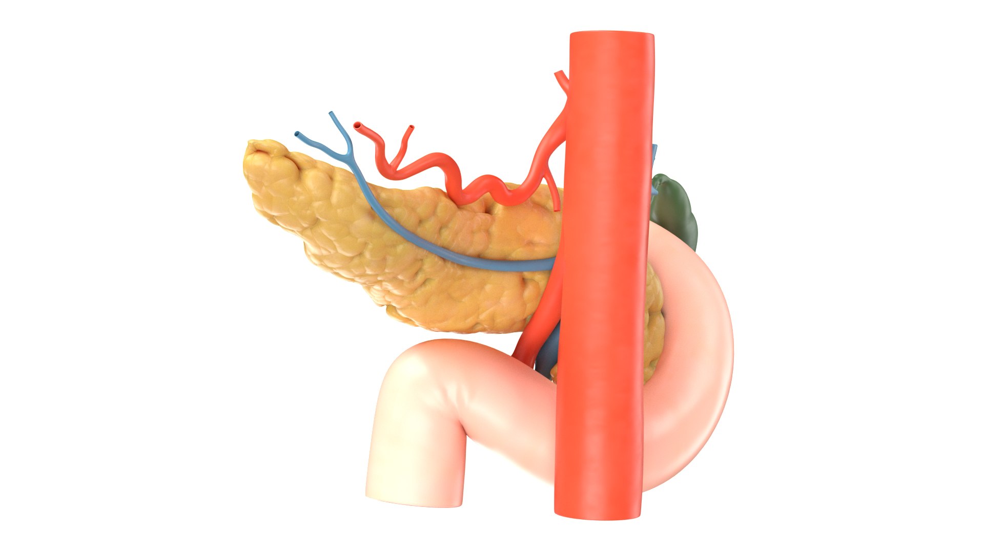 Human Pancreas 3D - TurboSquid 1703772