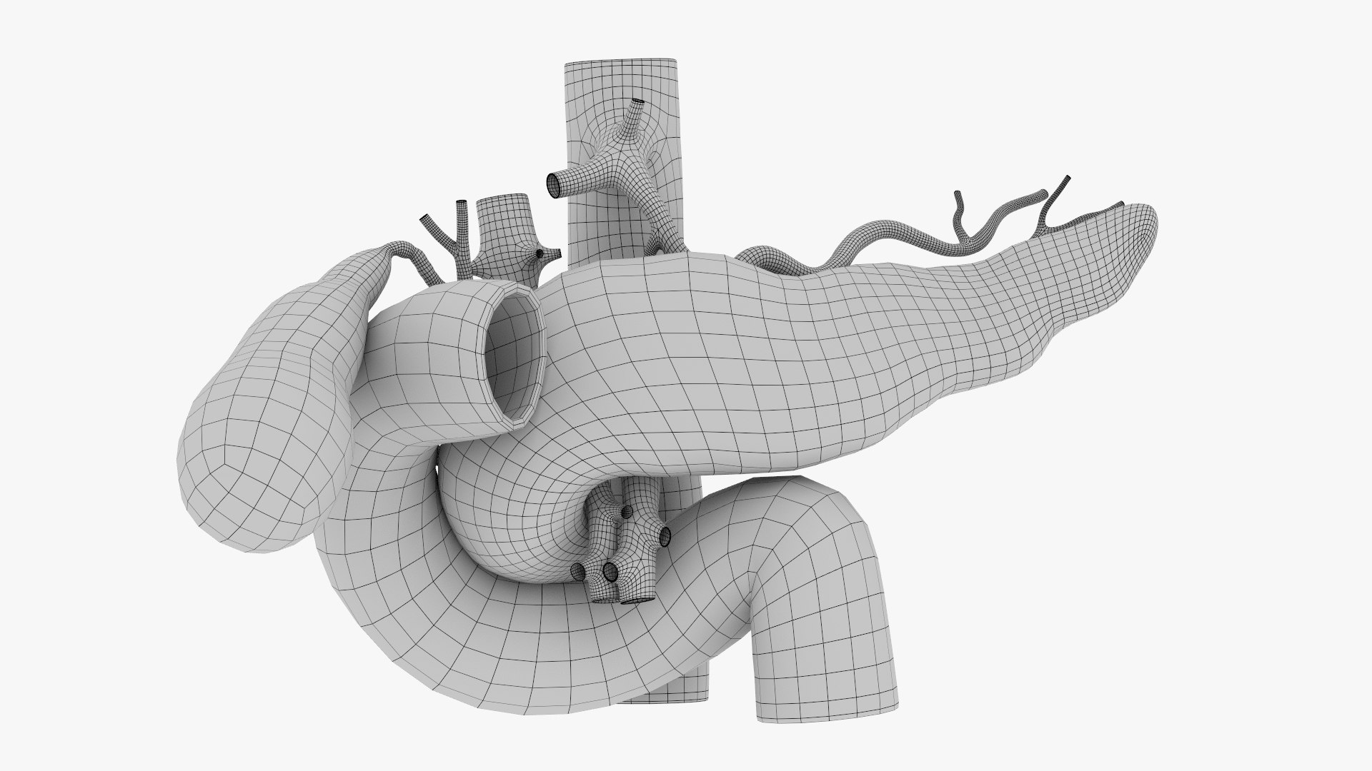 Human Pancreas 3D - TurboSquid 1703772