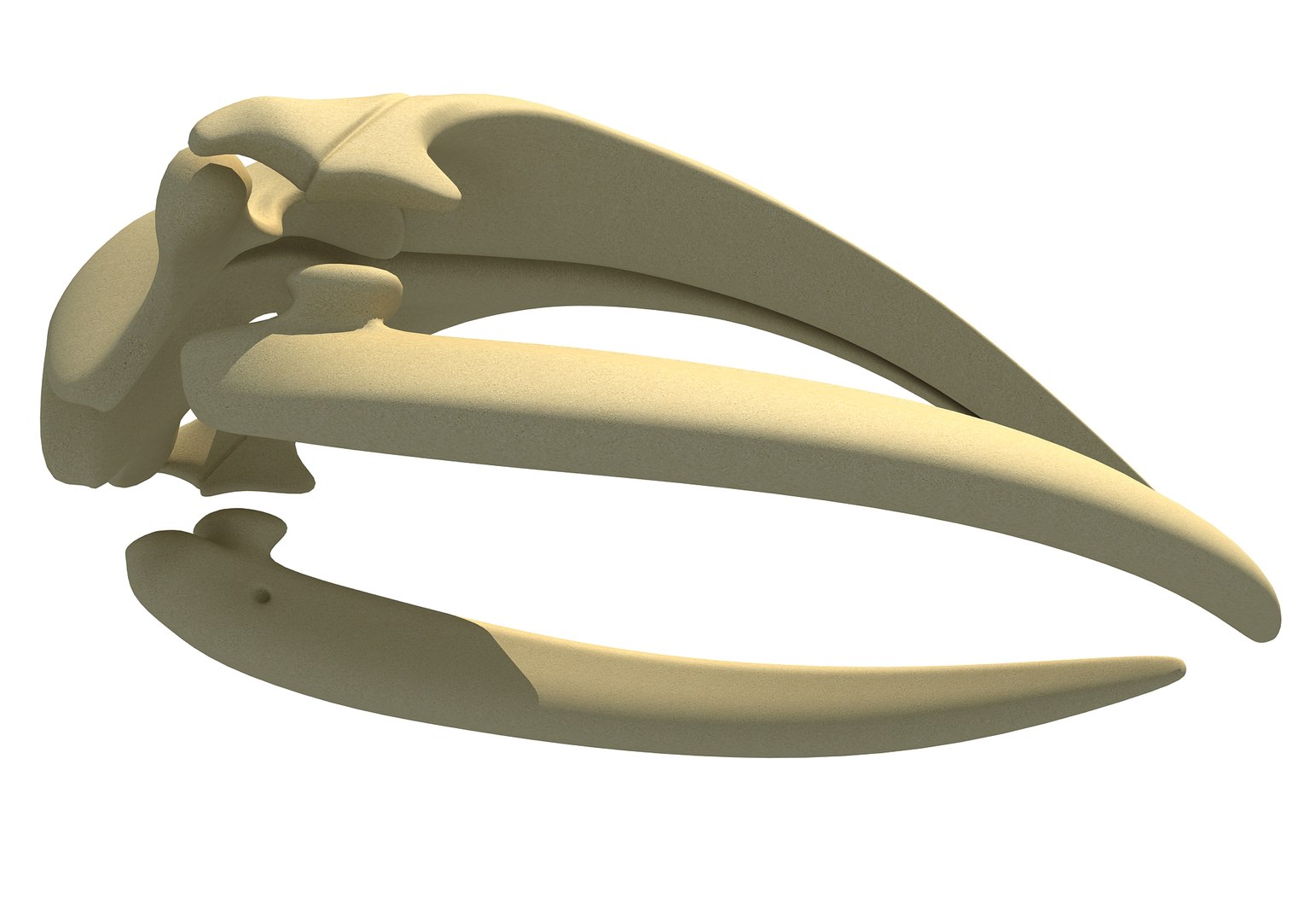 3D Right Whale Skull Skeleton Model - TurboSquid 1306470