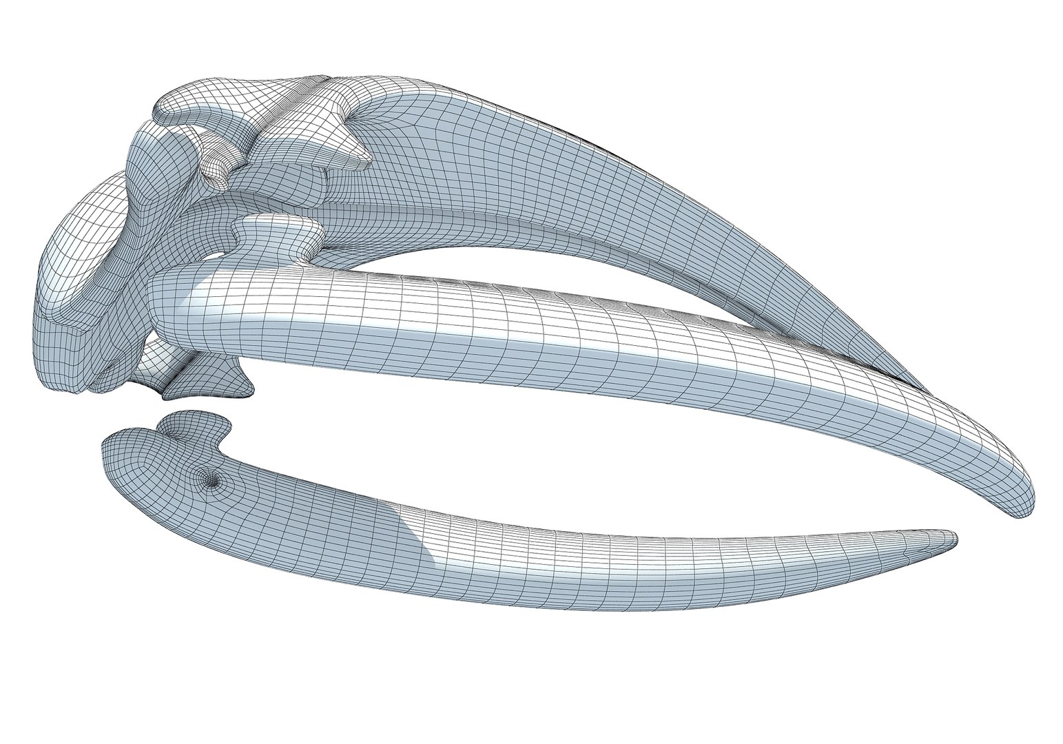 3D Right Whale Skull Skeleton Model - TurboSquid 1306470