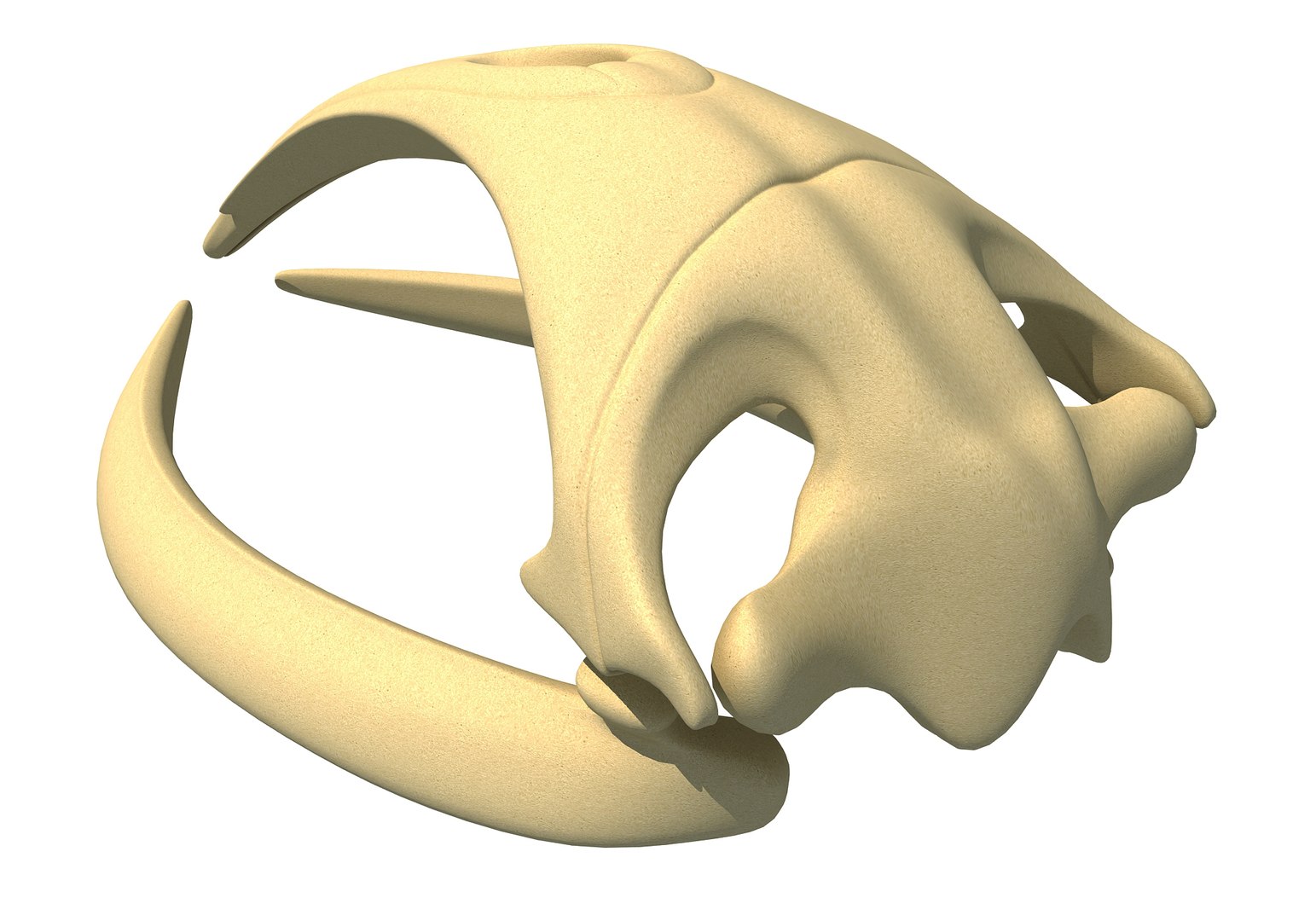 3D Right Whale Skull Skeleton Model - TurboSquid 1306470