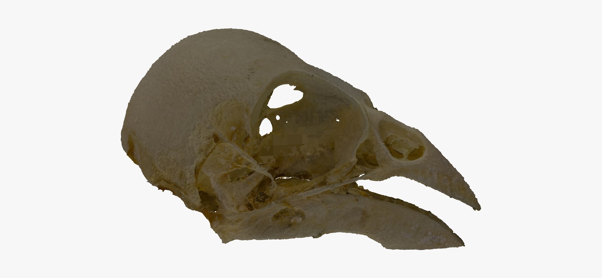 3D Canary Skull 01 RAW Scan Model - TurboSquid 1956992