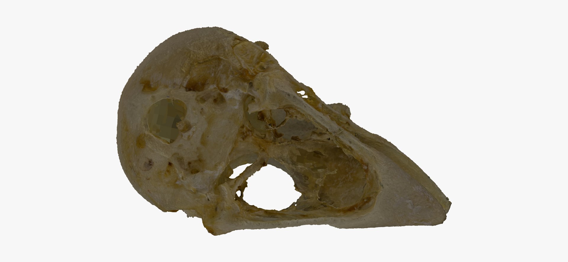 3D Canary Skull 01 RAW Scan Model - TurboSquid 1956992