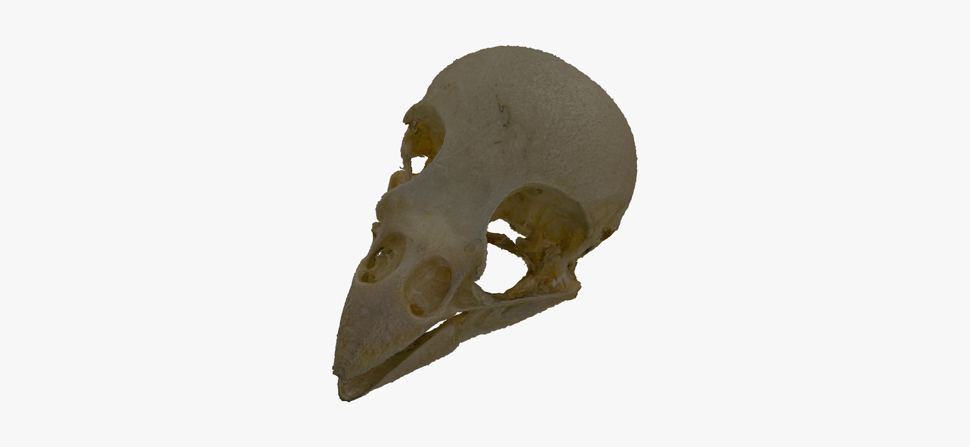3D Canary Skull 01 RAW Scan Model - TurboSquid 1956992