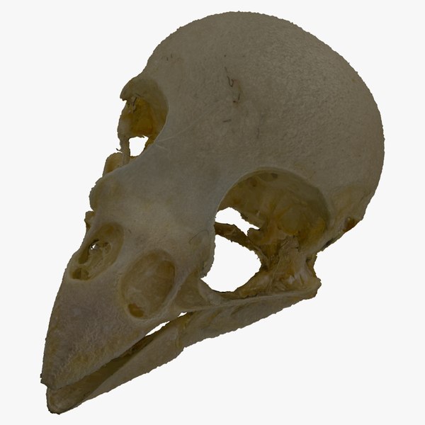 Bird Skull 3D Models for Download | TurboSquid