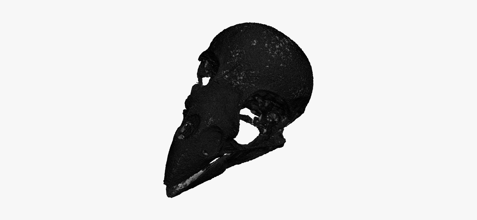 3D Canary Skull 01 RAW Scan Model - TurboSquid 1956992